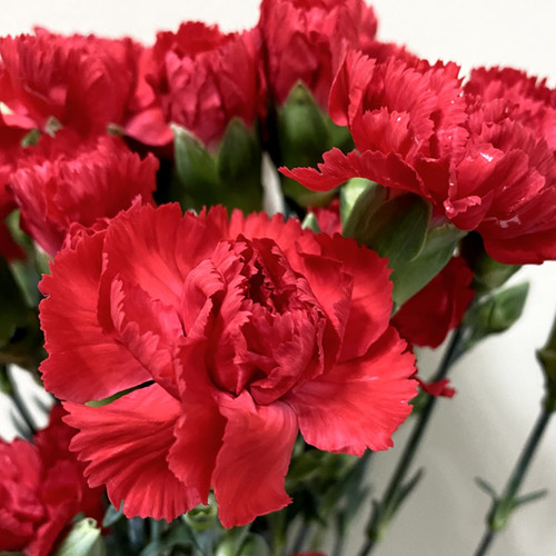 Mini Carnations Red | TR The Flower Depot
