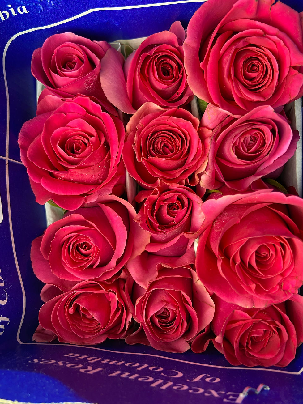 Hot Pink Roses | TR Flower Wholesaler