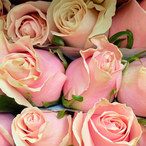 Pink Roses Mondial | TR The Flower Depot