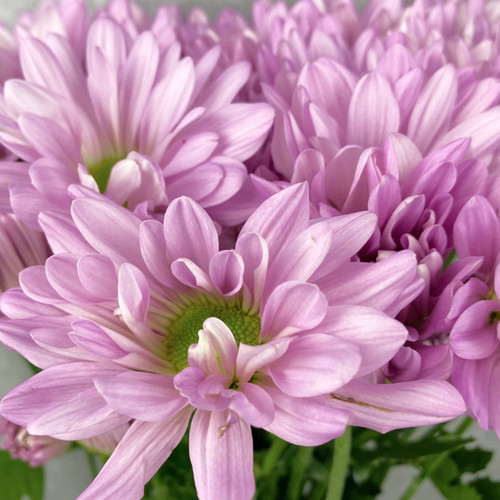 Daisy Pompom Pink Lavender | Tropical Roses | The Flower Depot