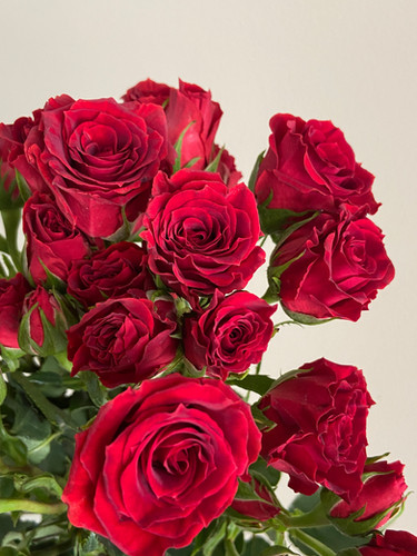 Spray Roses Red | TR The Flower Depot