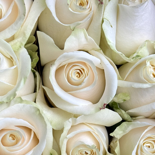 White Rose Vendela | TR The Flower Depot