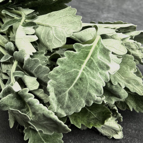 Dusty Miller Greenery | TR The Flower Depot