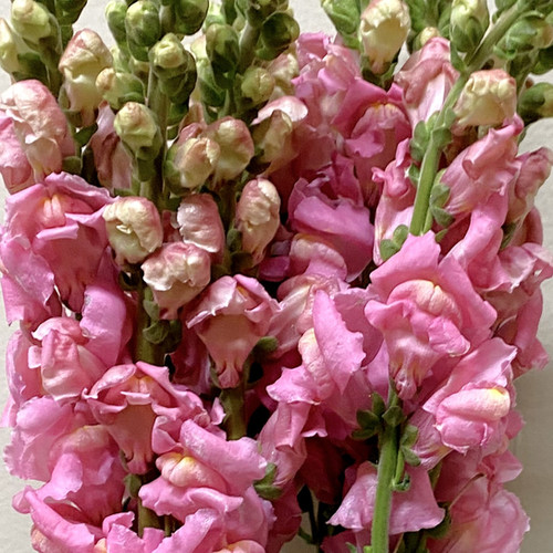 Snapdragons Pink | TR The Flower Depot