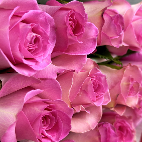 Sweet Unique Rose | TR The Flower Depot