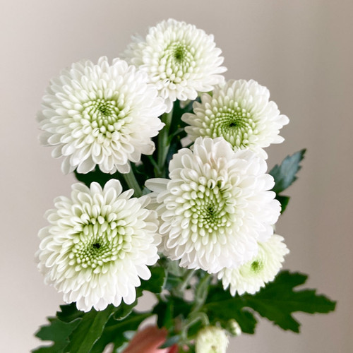 Pompom Button White | TR The Flower Depot