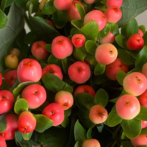 Hypericum Berries Pink | TR The Flower Depot