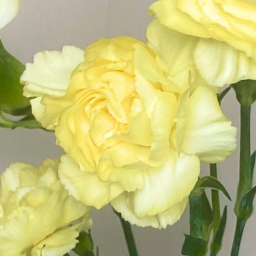 Mini Carnations Yellow | TR The Flower Depot
