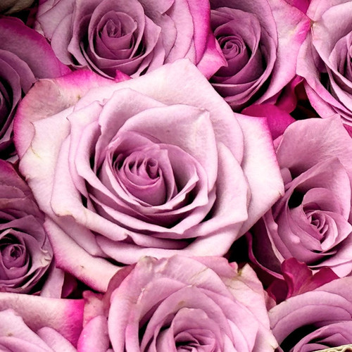Roses Deep Purple | TR The Flower Depot
