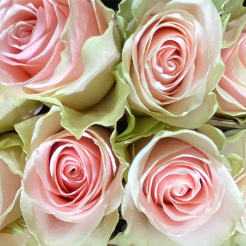 Light Pink Roses Frutteto | TR The Flower Depot