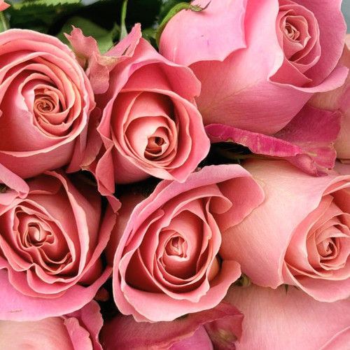 Pink Rose Hermosa | TR The Flower Depot