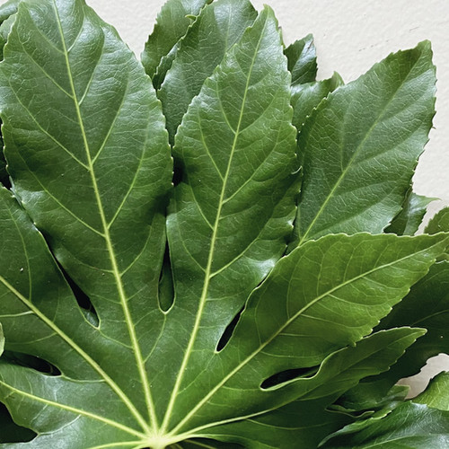 Aralia Leaf Greenery | TR The Flower Depot