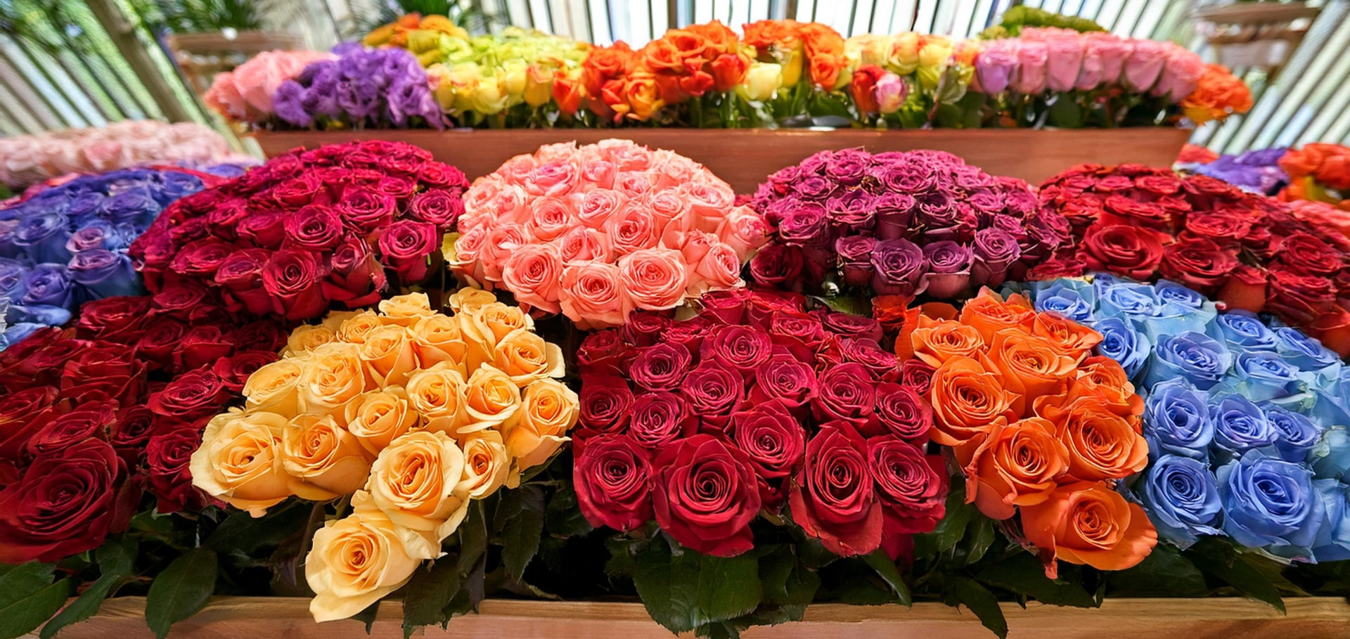 All Rose Colors: A Comprehensive Guide