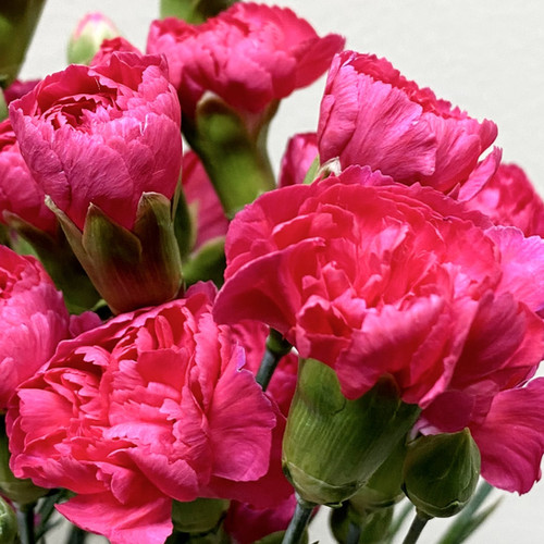 Mini Carnations Hot Pink | TR The Flower Depot