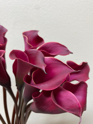 Calla Lily Mini Red Majestic | TR Flower Wholesaler