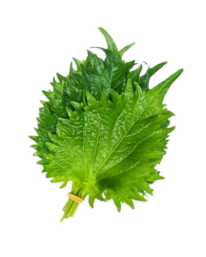 Shiso from Japan - 10 leaves | ISSé JAPAN