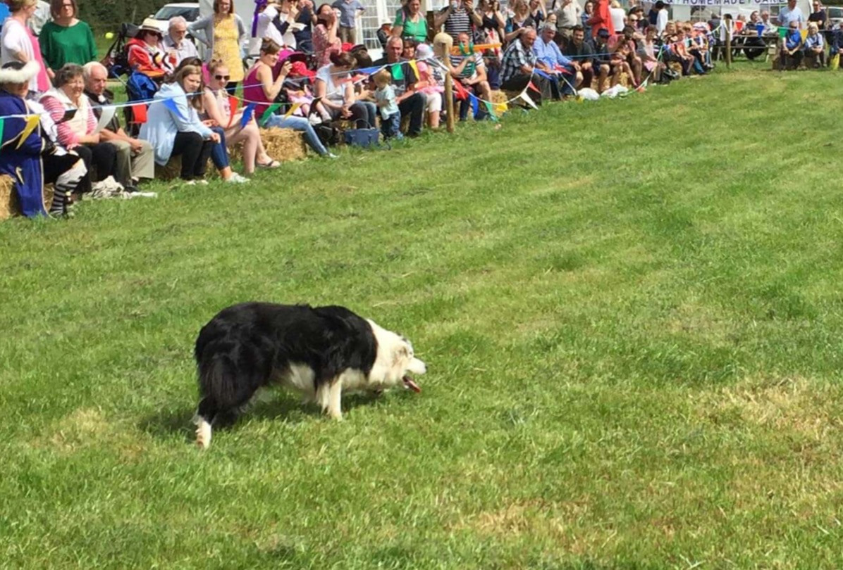 VGS Dog Show | Vron Gate Show