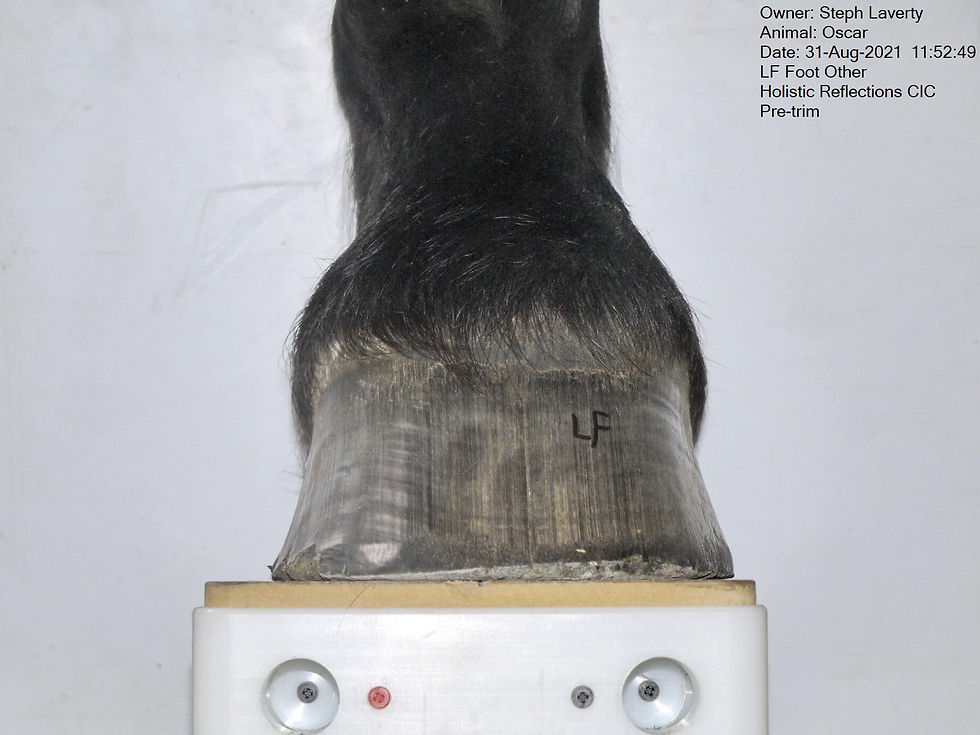 How to document (images and radiographs) for successful hoof care and ...
