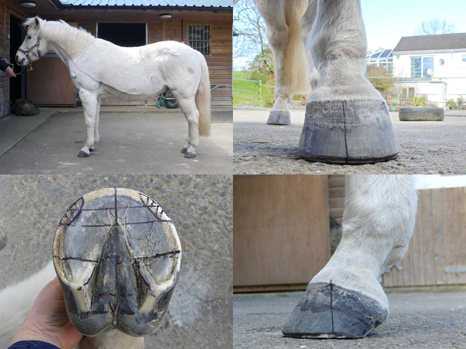 Identifying healthy hoof ideals