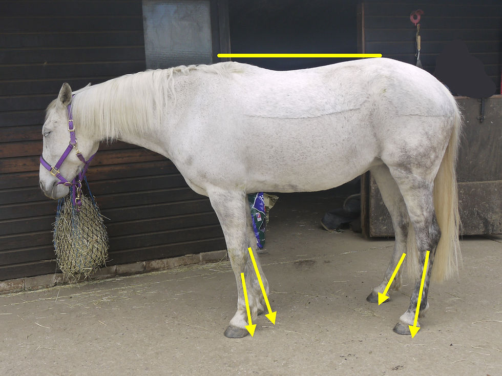 Nerve compression and hoof balance - what's the relationship?
