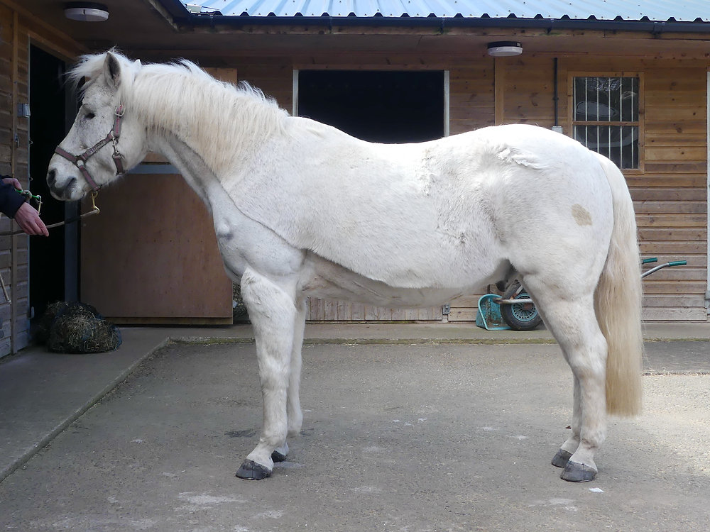 Hoof Care for horses with PPID/Equine Cushings, EMS or Insulin ...