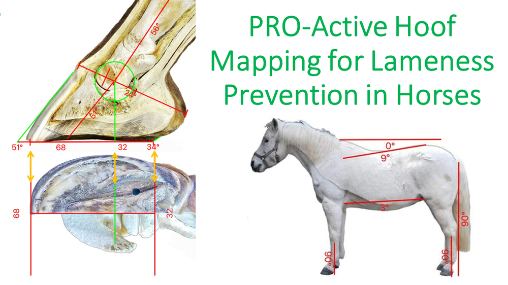 Prevent Lameness with Pro-Active Hoof Mapping | Holistic Equine
