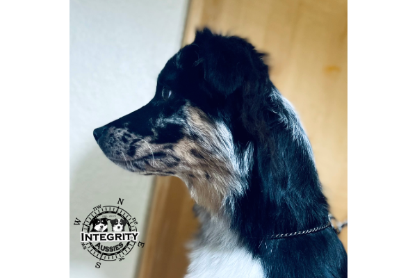 Gallery | Integrity Aussies Tx