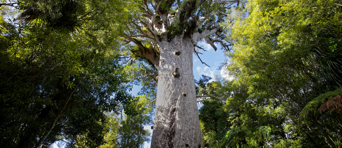 Activities & Experiences | Paroa Bay Winery, New Zealand