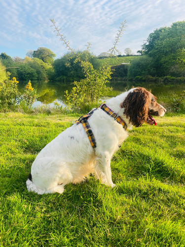 Harris Tweed Cornish Tartan Dog Harness | cornish-dog-wear