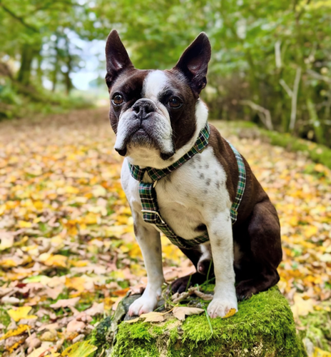 Cornish Hunting Tartan Dog Harness | cornish-dog-wear
