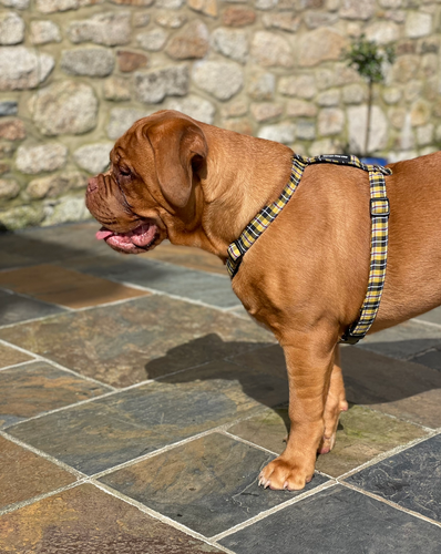 Cornish Tartan Dog Harness | cornish-dog-wear