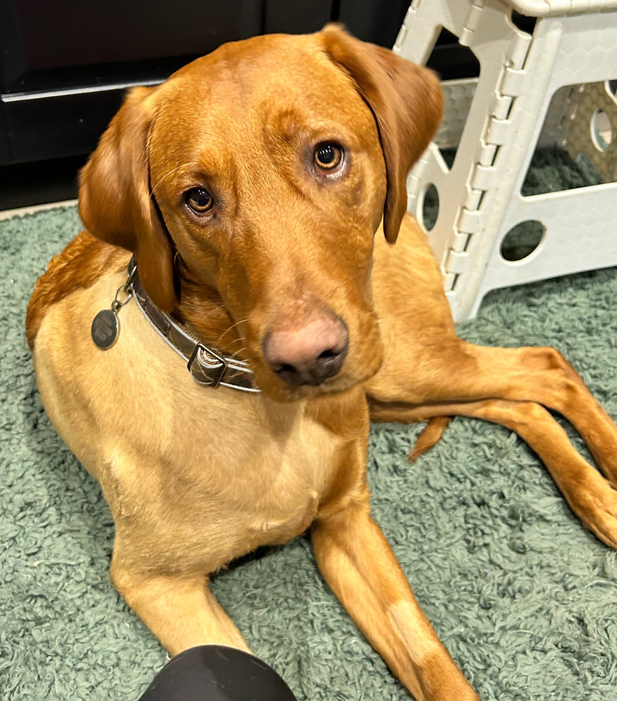 The Science Behind Animal Rehabilitation: How It Speeds Up Recovery