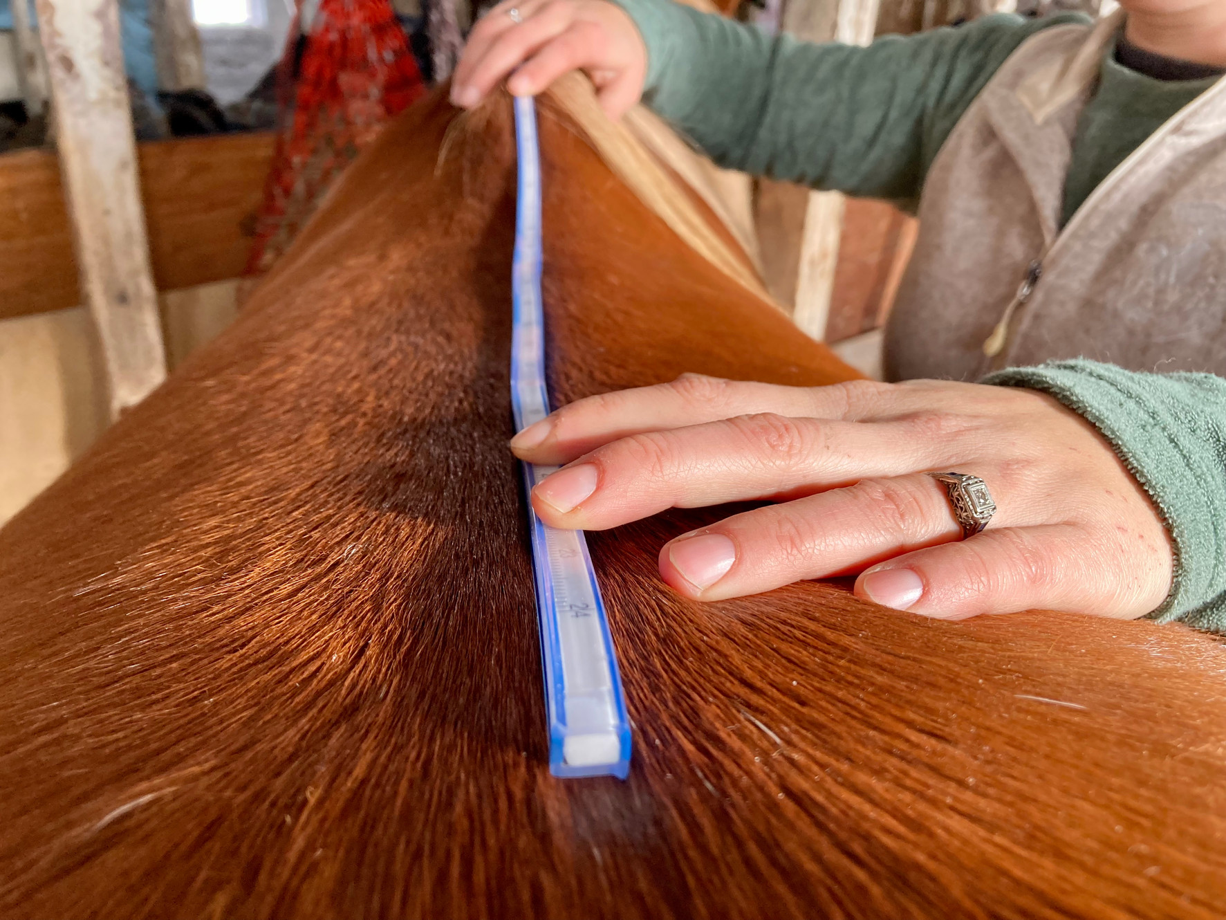 Saddle Fit Academy | Saddle Fitter Training