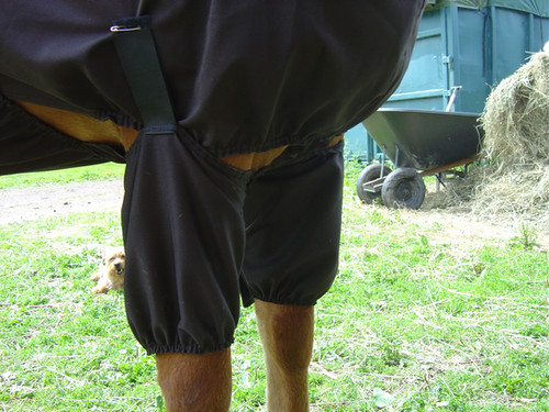 Front-leg cover | boett-usa