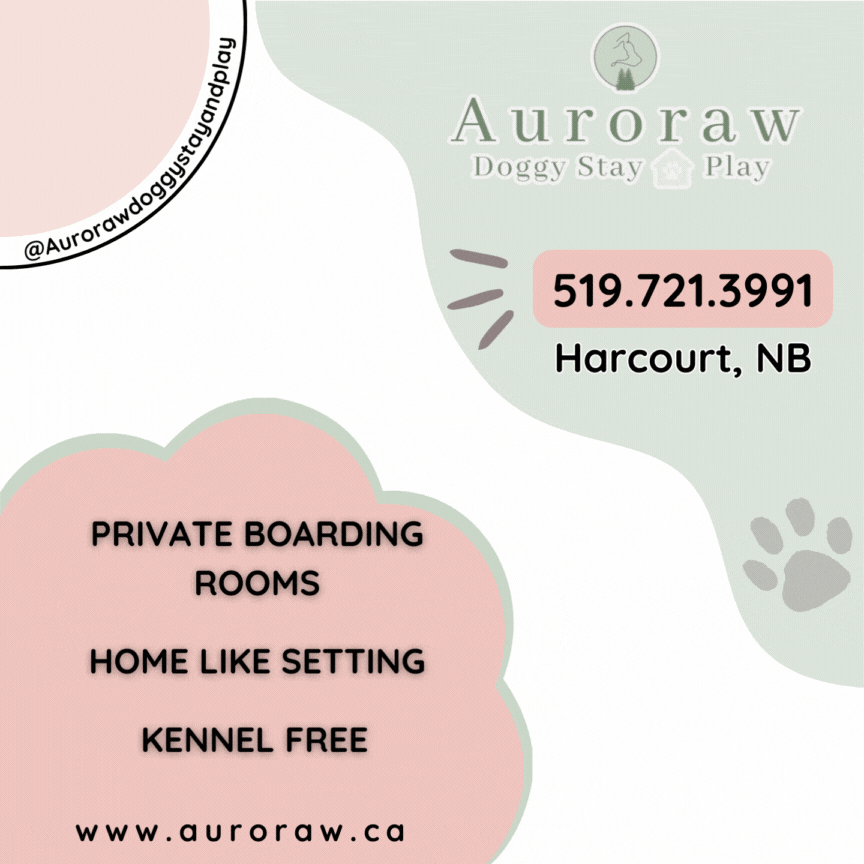 Auroraw Doggy Stay and Play | dog boarding new brunswick | 8131 New ...