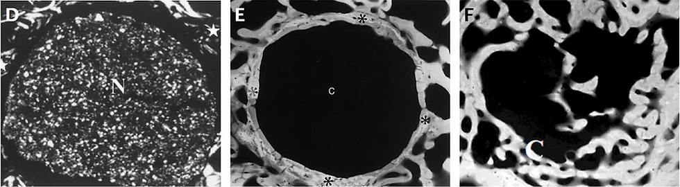 MEGA BIOPHARMA | The power of nacre