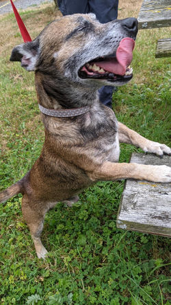 COBI: Terrier | on-the-way-home