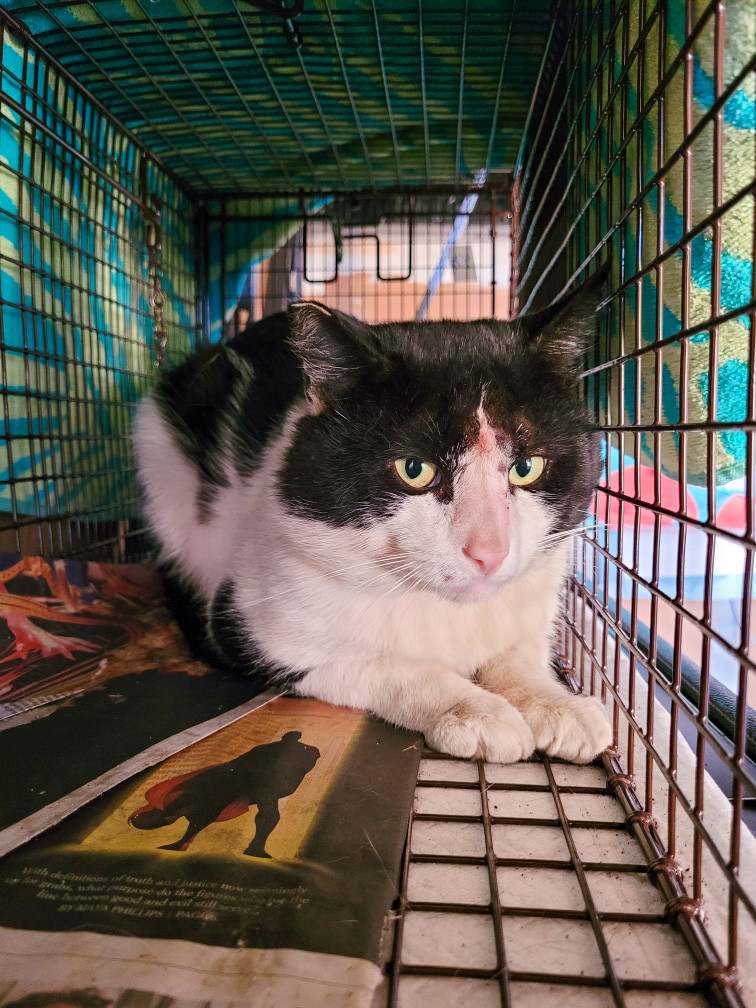 Community Cat FAQ | TippedEars