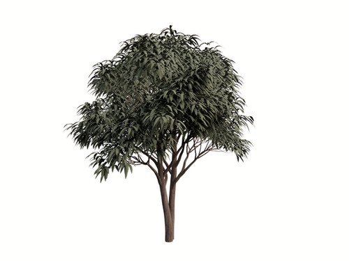 M Plant Tree 56 Family Revit Blocks | RevitImport