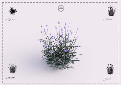 R Plant Lavanda Revit High Quality | RevitImport