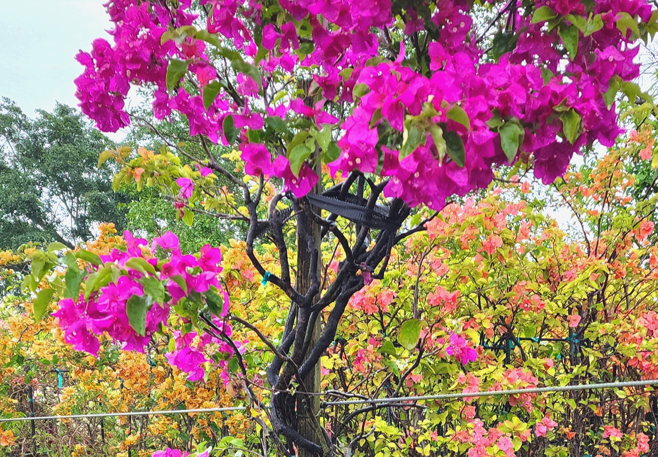 Braided Trunk Bougainvilleas: Step-by-Step Guide to Braid Bougainvillea ...