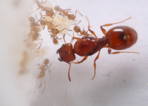 Eastern Big-Headed Ant (Pheidole dentata) Colonies For Sale