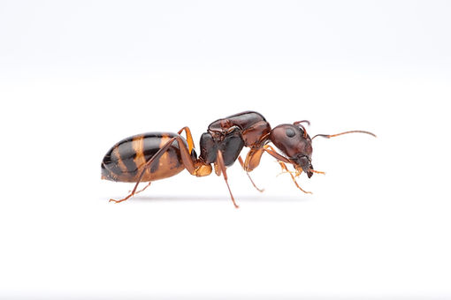 queen bee carpenter ant