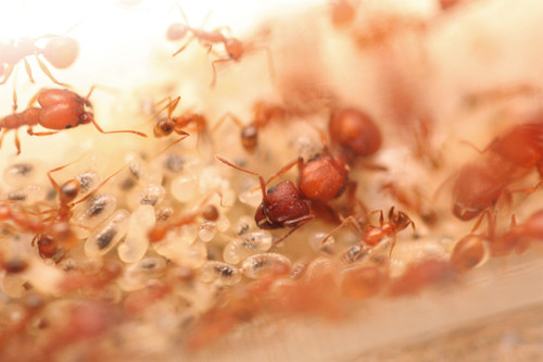 Hairy Southwestern Big-Headed Ants (Pheidole hyatti) Colonies For Sale ...