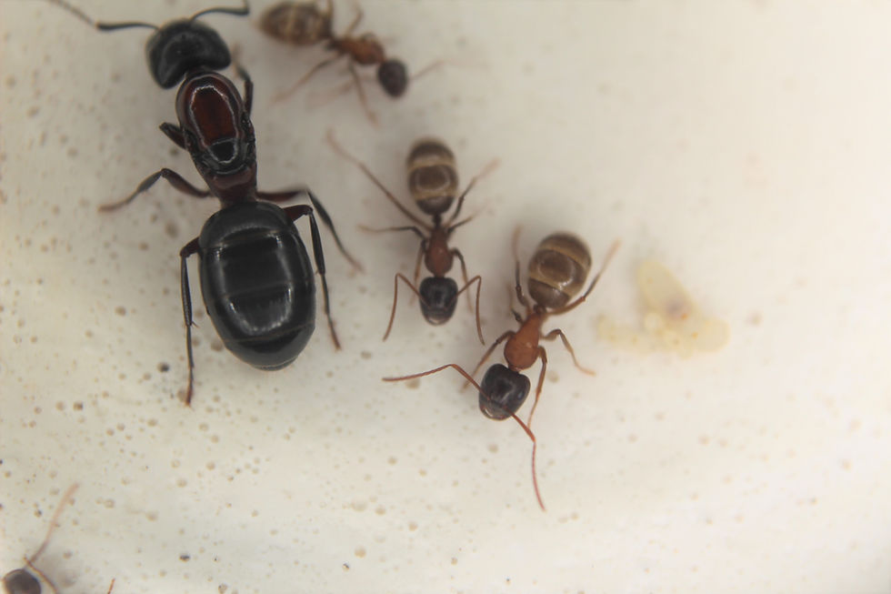 New York Carpenter Ants (Camponotus novaeboracensis) For Sale ...