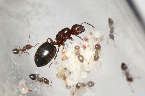 Pine Tree Acrobat Ants (Crematogaster pinicola) Colonies For Sale ...