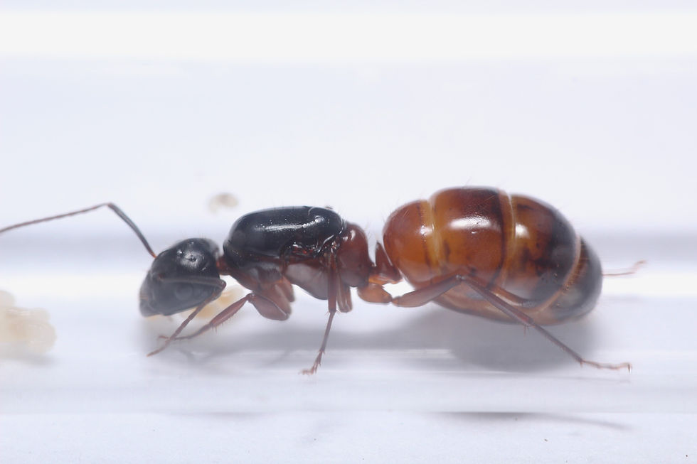 Variable Carpenter Ants (Camponotus vicinus) Colonies For Sale ...