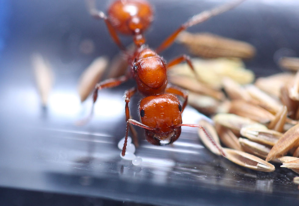 Californian Harvester Ants (Pogonomyrmex californicus) Colonies For Sale