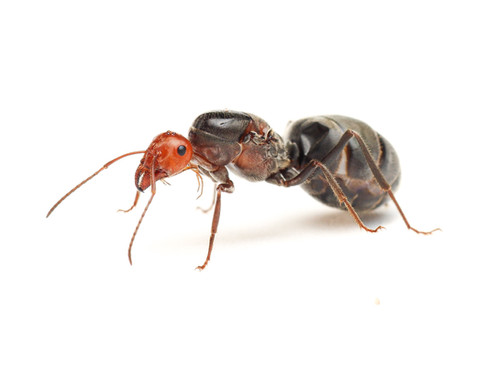 Bicolored Large Honeypot Ants (Myrmecosystus placodops 01) Colonies For ...