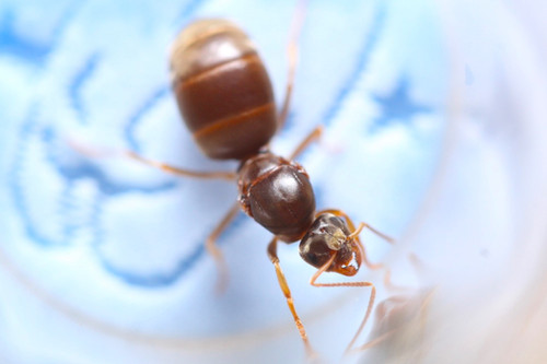 Labor Day Lasius Ants (Lasius neoniger) For Sale | Stateside Ants
